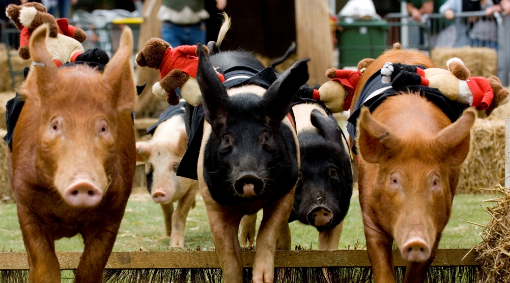 Joseph's Amazing Racing Pigs | The Swallowfield Show