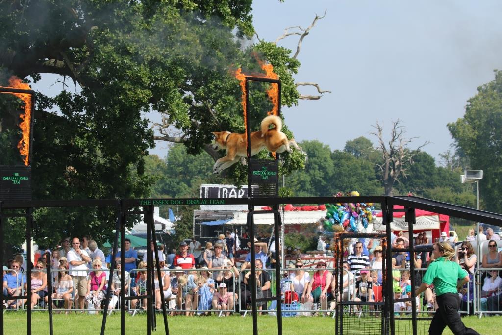 The Swallowfield Show