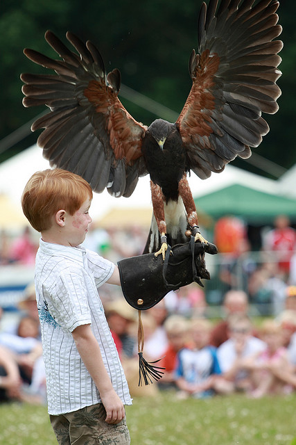 Ye Olde Redtail Falconry Display | The Swallowfield Show