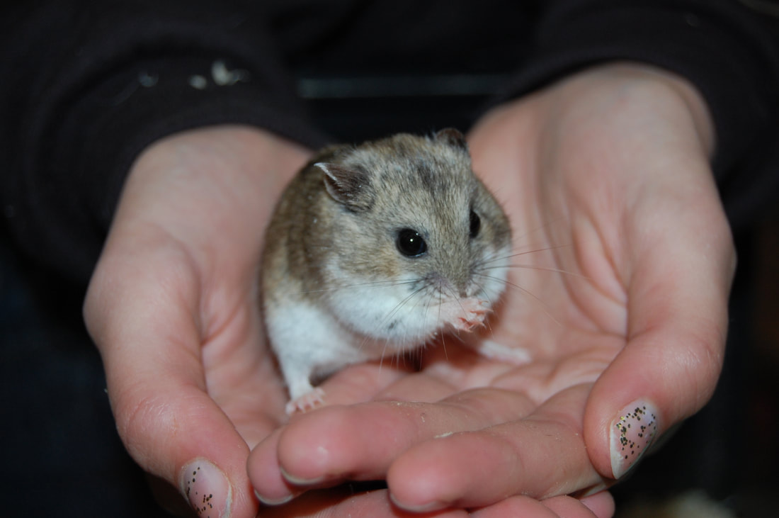Furlock Holmes Animal Care | The Swallowfield Show