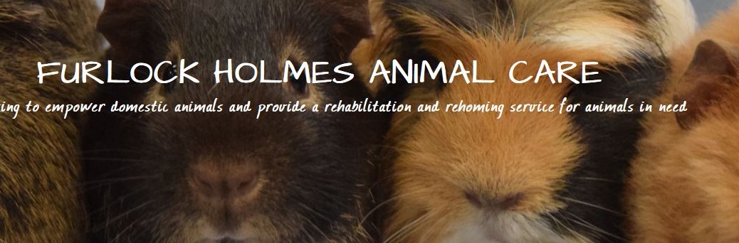 Furlock Holmes Animal Care | The Swallowfield Show