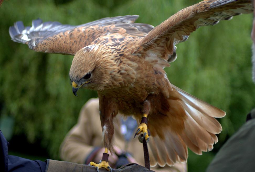 The Swallowfield Show